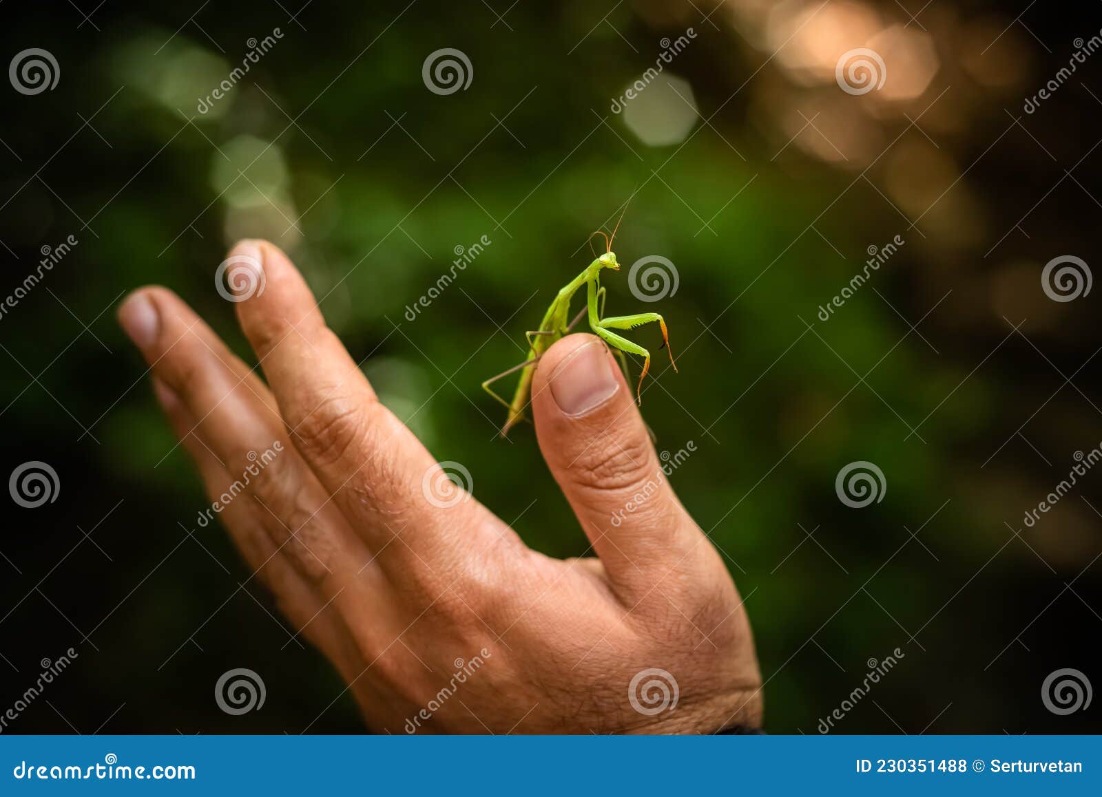 Close Up View of Praying Mantis on Man`s Hand. Mantis Religiosa Stock ...