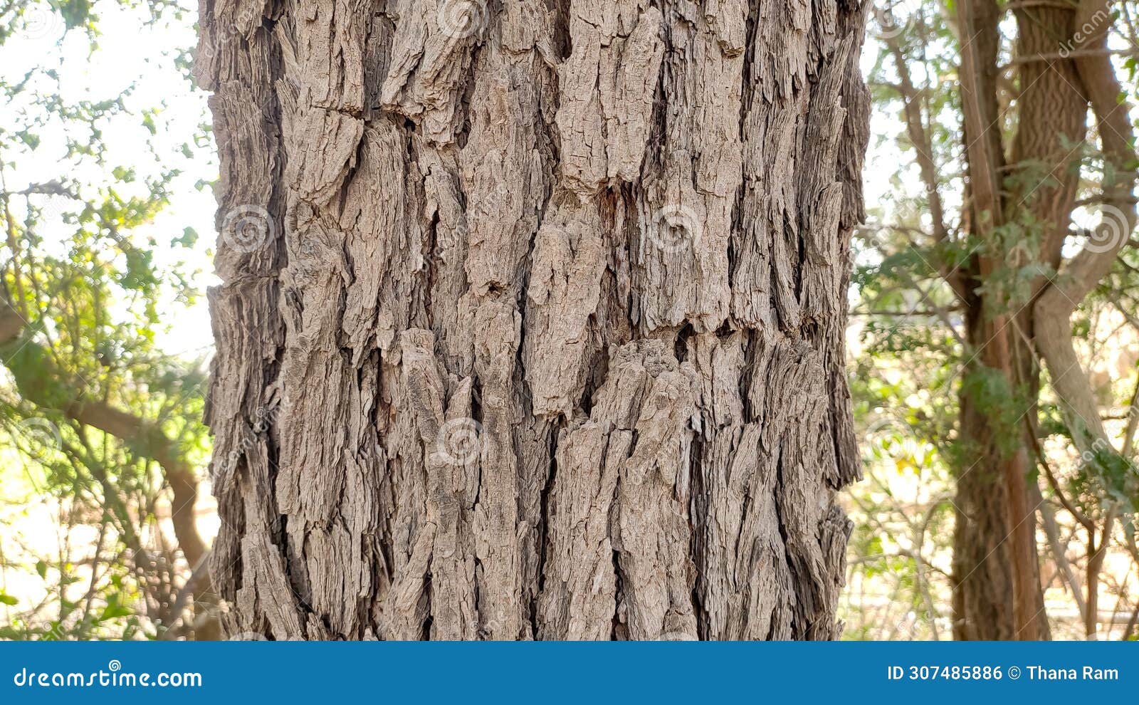 Bark Of Khejari Tree Prosopis Cineraria Royalty-Free Stock Image ...