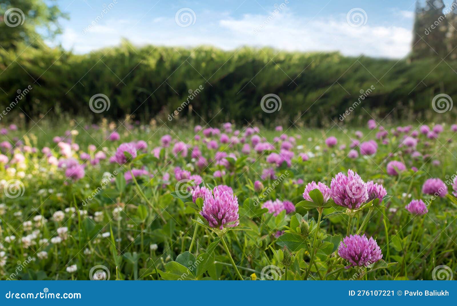 Close-up View of Purple Clover, at Ground Level Stock Image - Image of ...
