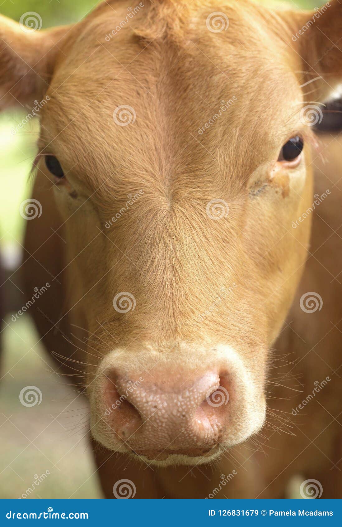 Close Up View of a Red Calf in a Field Stock Image - Image of dairy ...