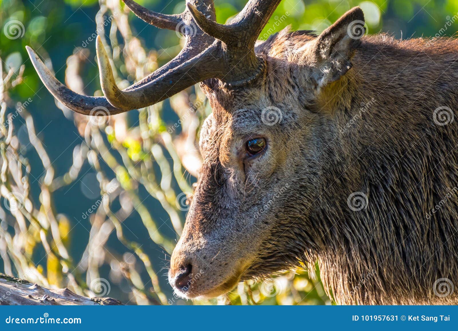 Close Up of Red Stag stock image. Image of foliage, animal - 101957631