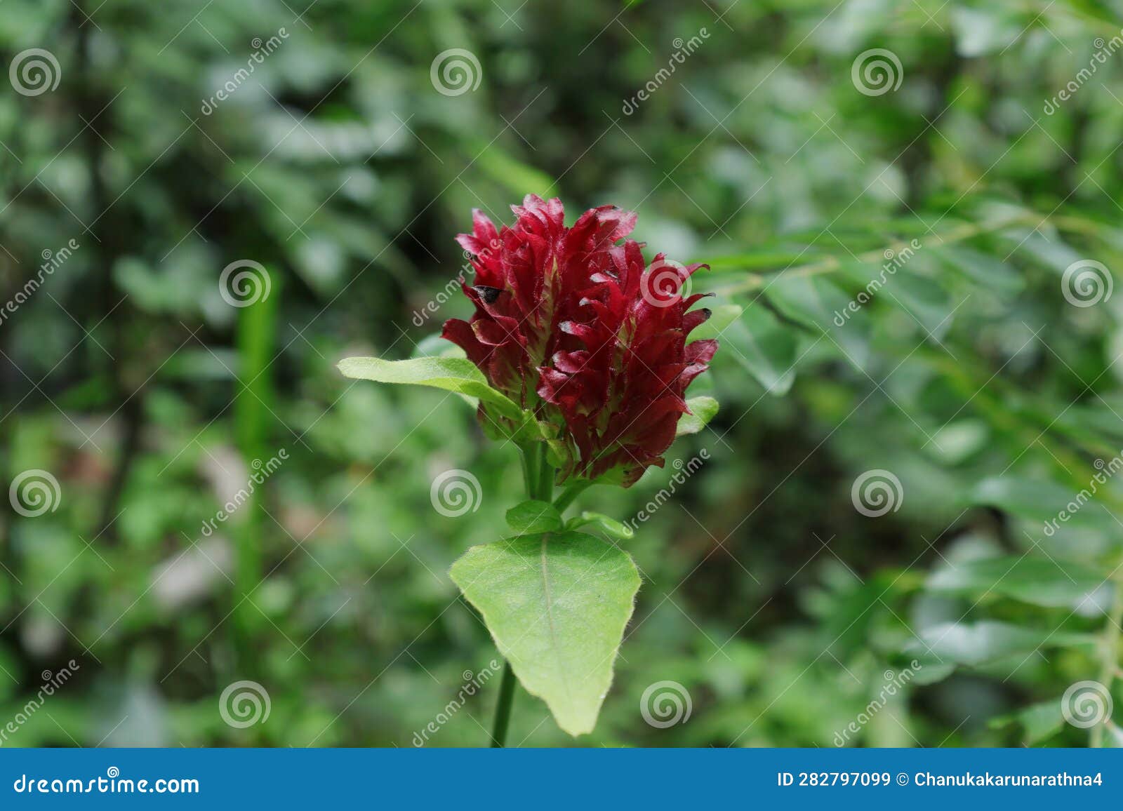 Close Up View of a Red Flower Clusters Bloom on a Ground Creeper Vine ...