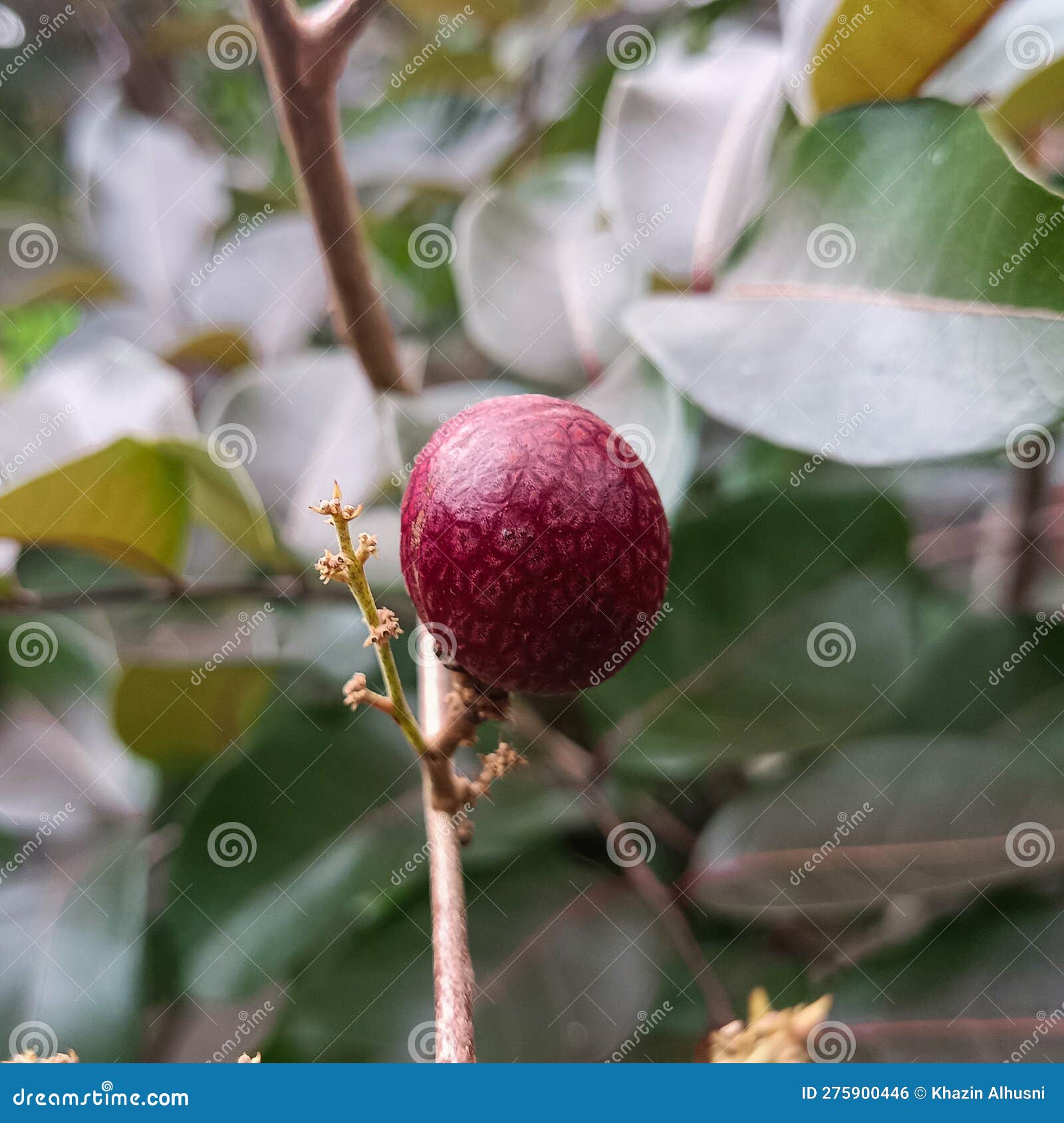 Close Up View of Red Longan on the Tree Stock Photo - Image of tree ...