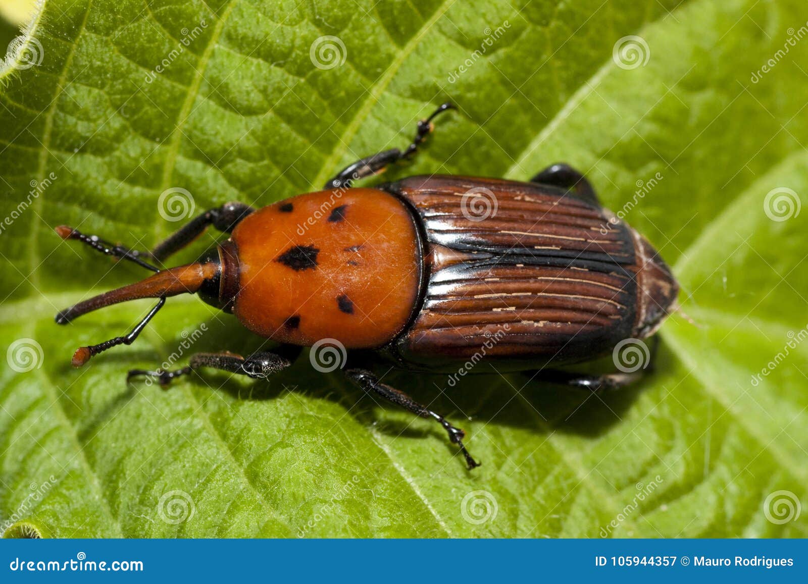 Red palm weevil stock image. Image of beetle, adult - 105944357
