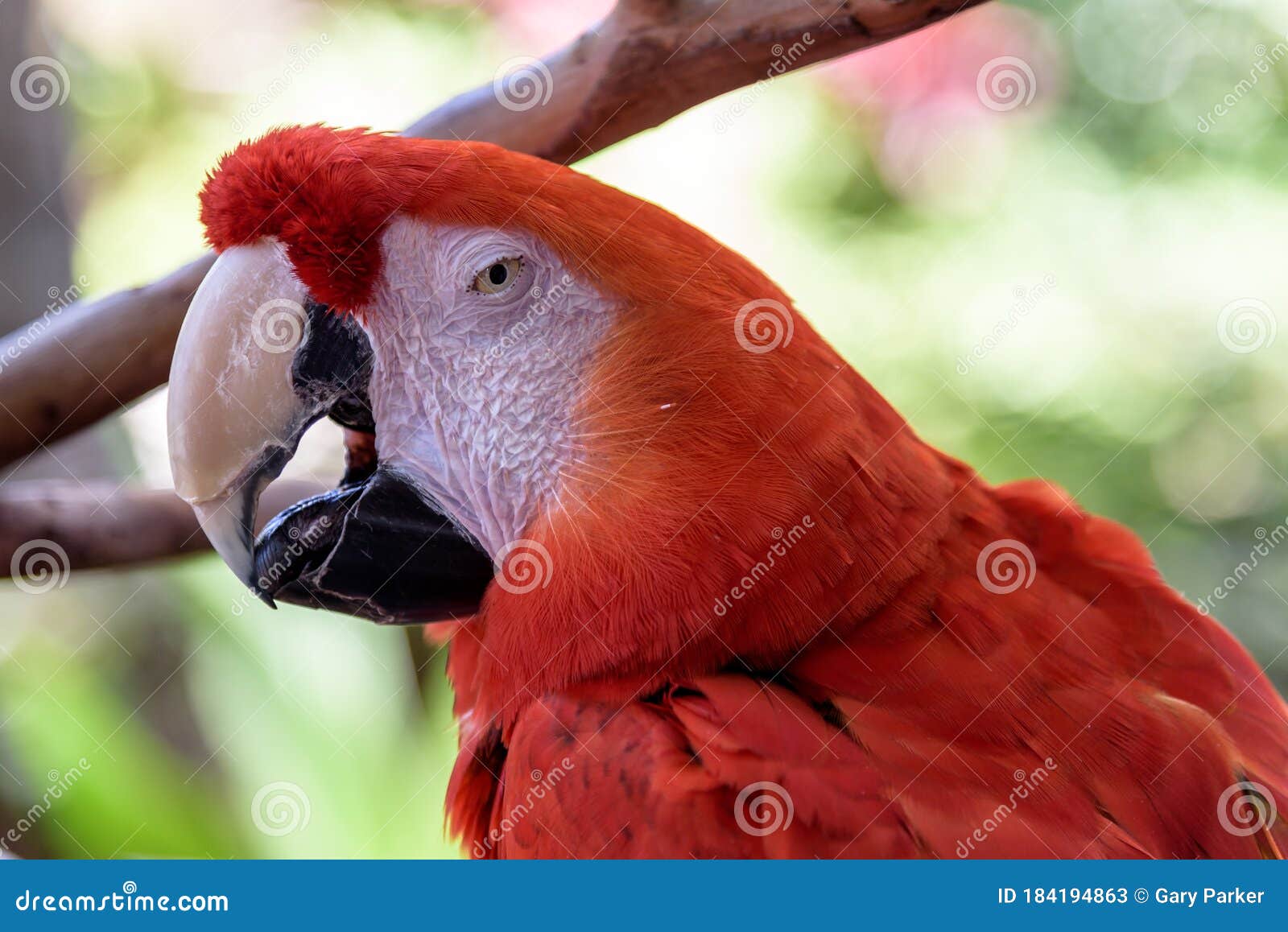 Close-up of Red Parrot, Focus on the Eye Stock Image - Image of jungle ...