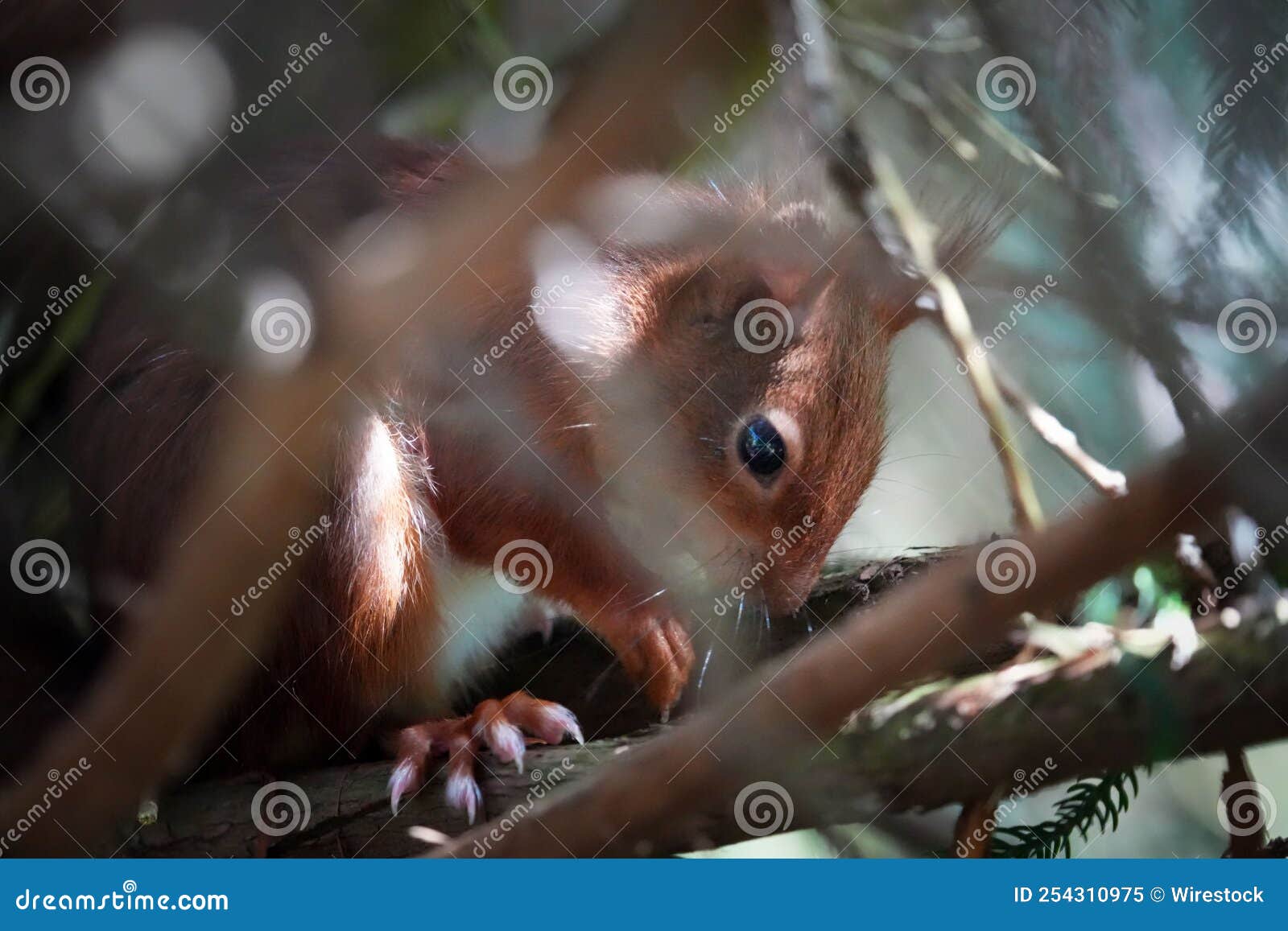 Close-up View of a Red Squirrels Head Hiding Behind the Branches Stock ...