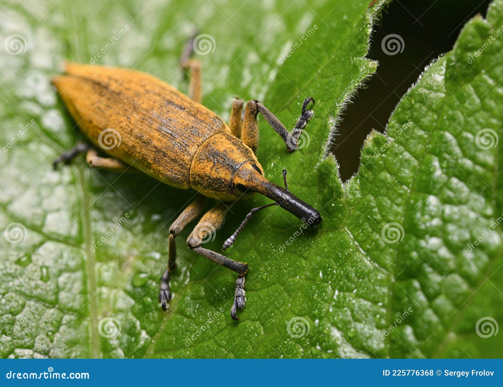 Close Up View of a Red Weevil Bug on a Tree Leaf Stock Photo - Image of ...