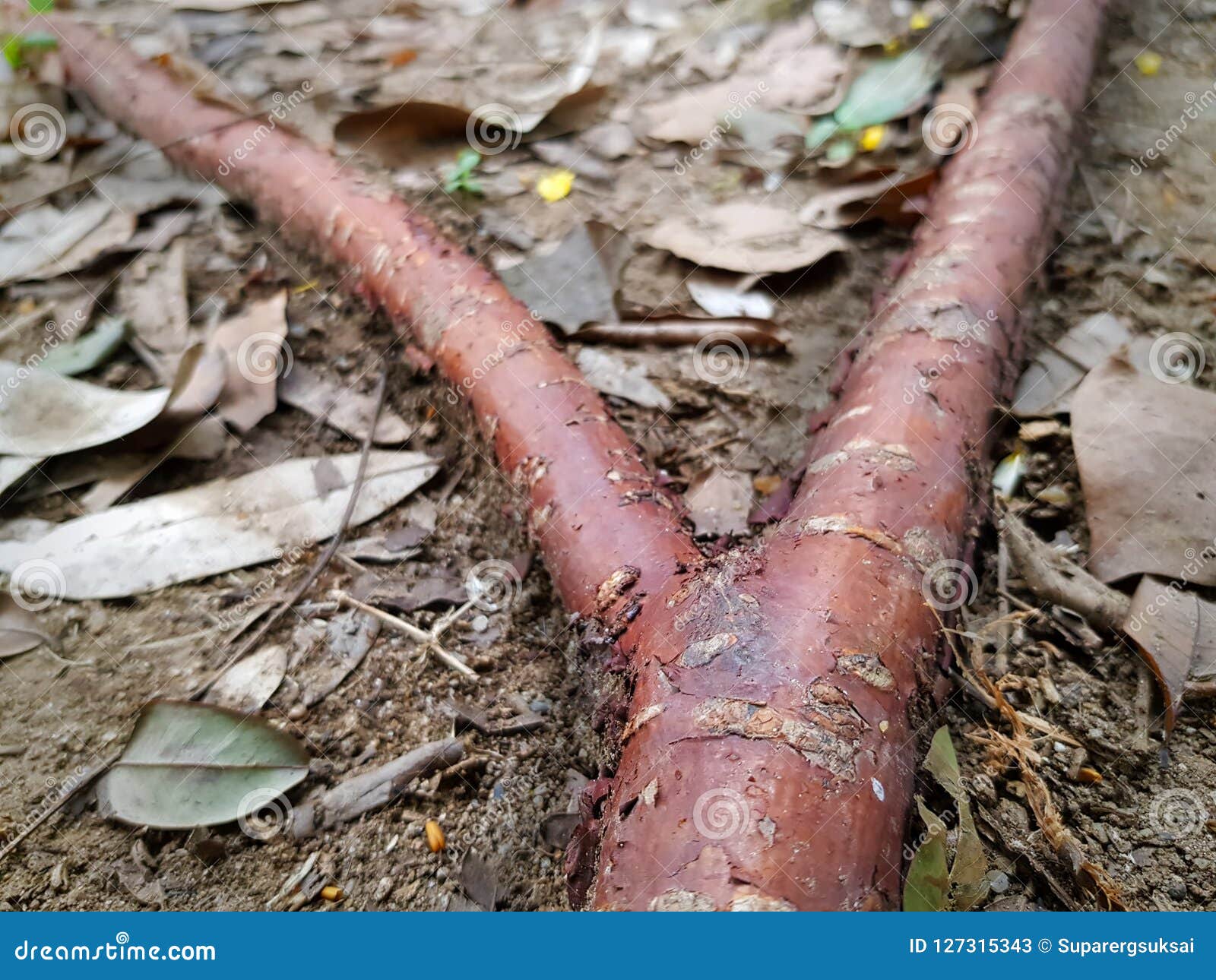 Close-up View of Red Y-Shape Tree Roots Stock Image - Image of forest ...