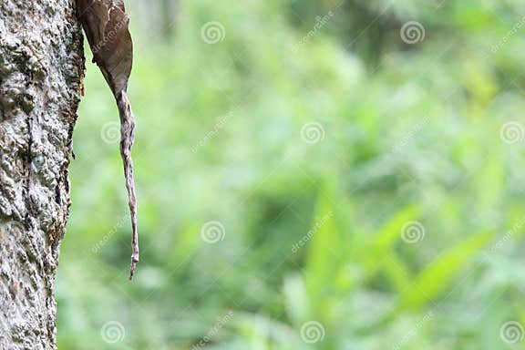 A Close Up View of Resin Flowing Down the Side of a Pine Tree Trunk in ...