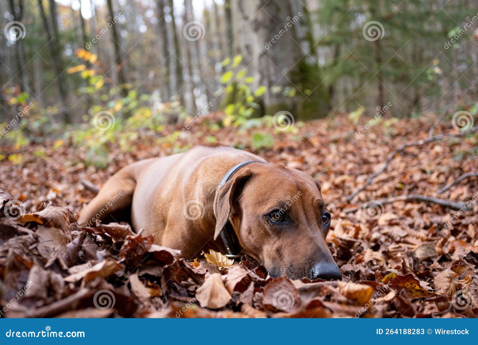 Close-up View of a Rhodesian Ridgeback Laying on the Fall Foliage Stock ...