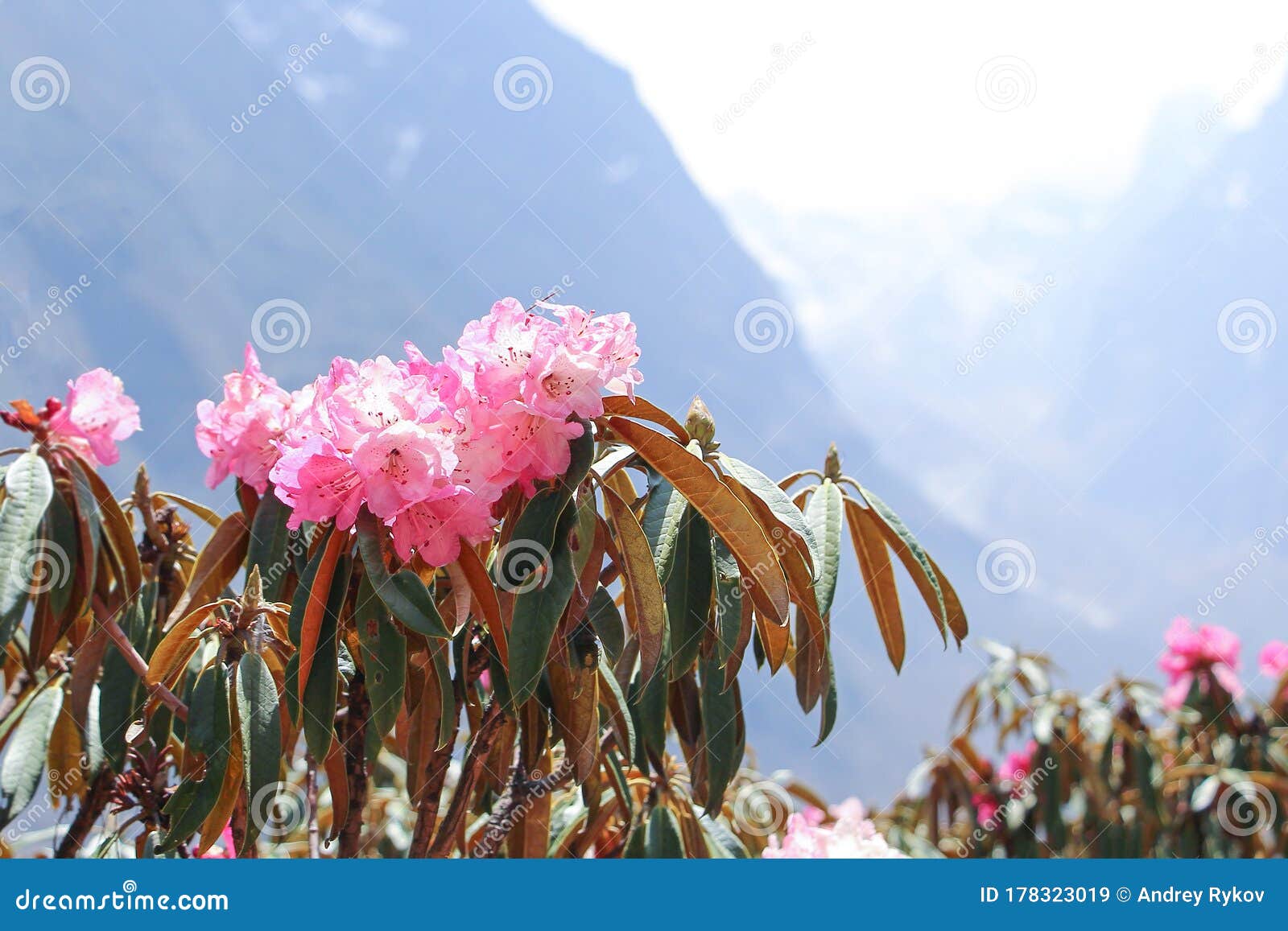 Rhododendron Protistum Stock Photos - Free & Royalty-Free Stock Photos ...