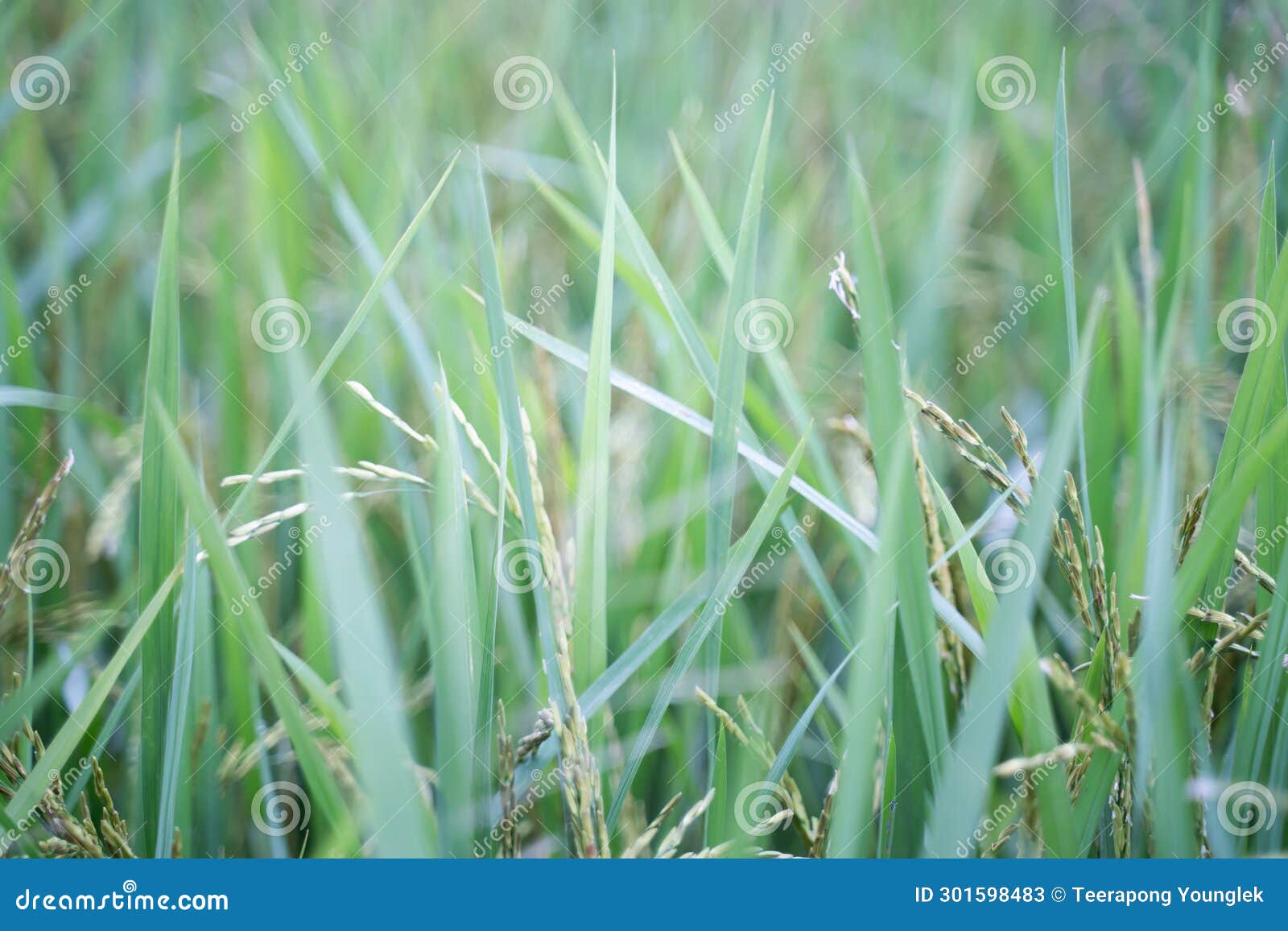 Close-up View of Rice Grains in a Rice Ear Green Rice Field Background ...