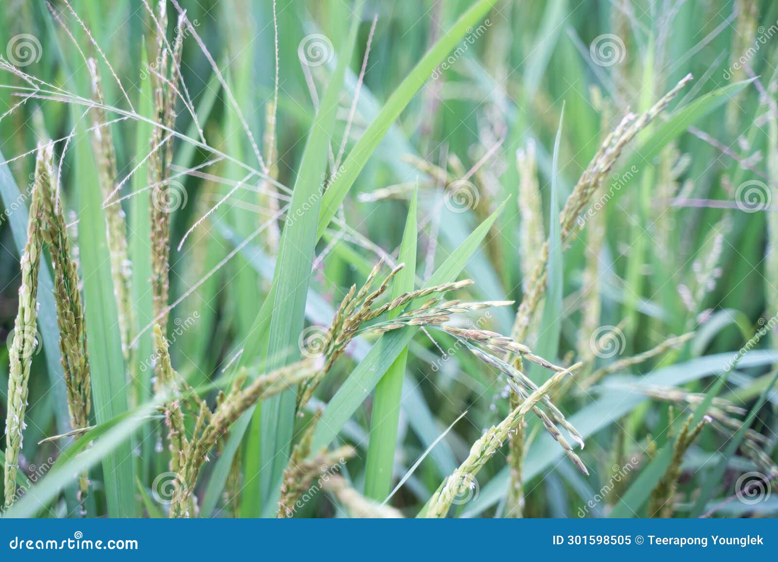 Close-up View of Rice Grains in a Rice Ear Green Rice Field Background ...