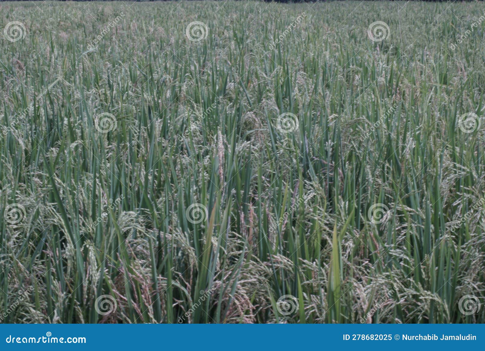 Rice Paddy in the Ricefield Stock Image - Image of cultivate, natural ...