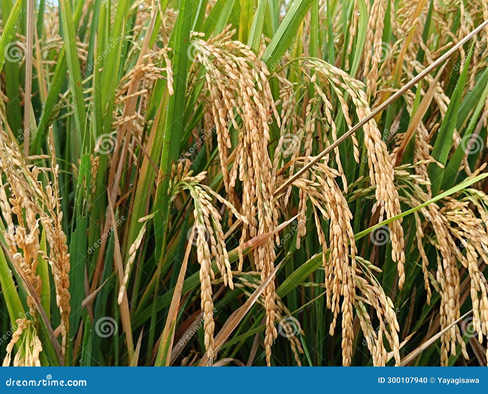 Close-up View of Rice Ready To Be Harvested Stock Photo - Image of ...