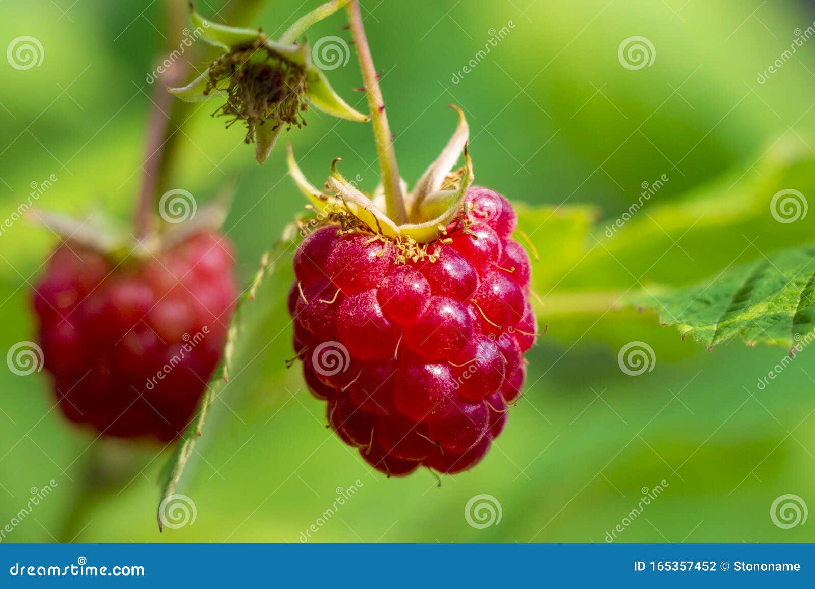 2,692 Ripe Raspberries Stem Stock Photos - Free & Royalty-Free Stock ...