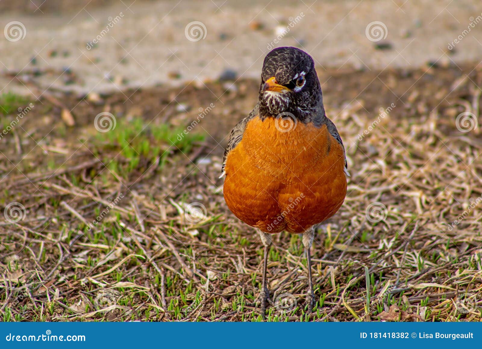 Robin Posing on the Grass stock photo. Image of wildlife - 181418382