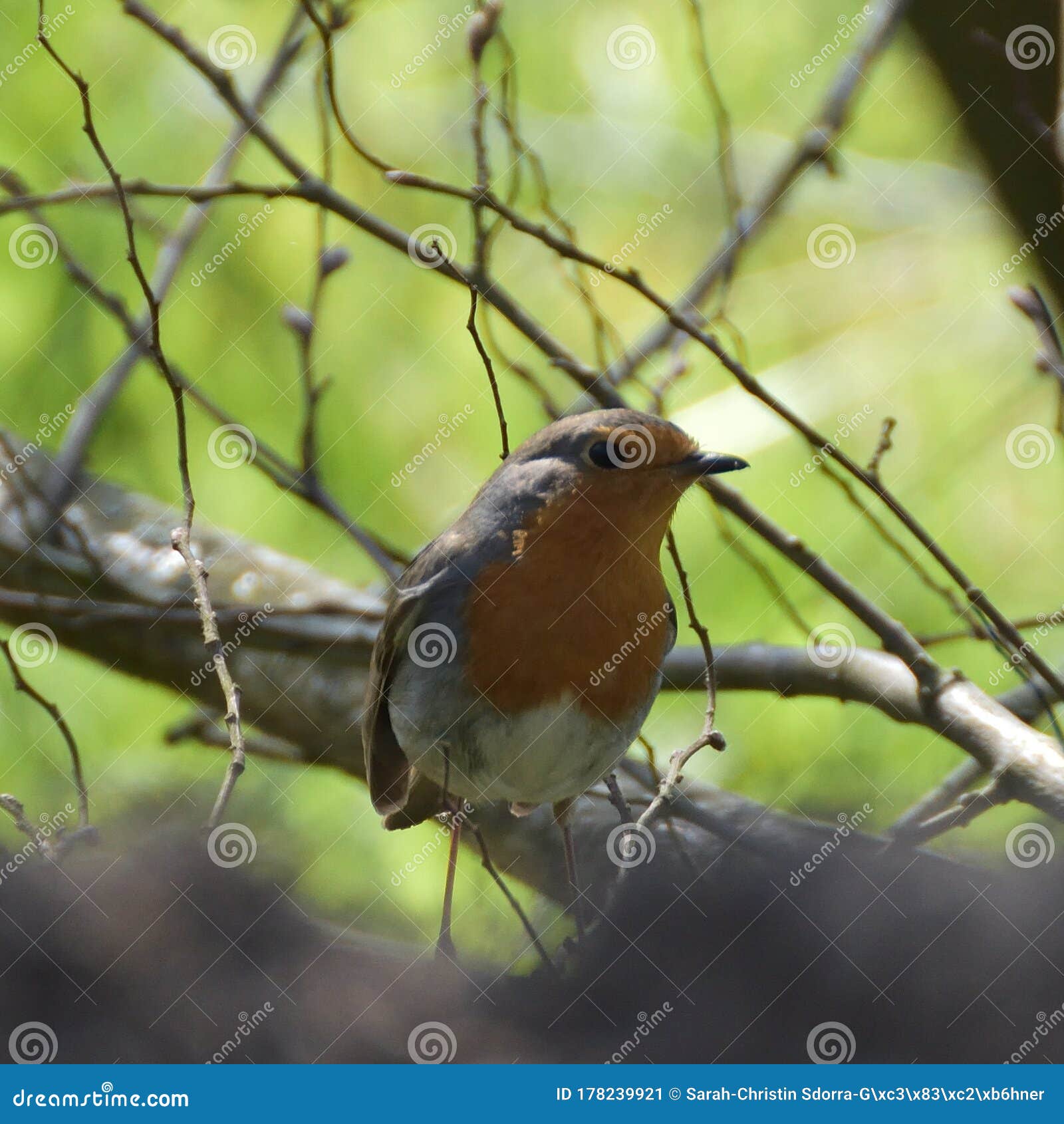 Close-up View of a Robin between Branches Stock Image - Image of twig ...