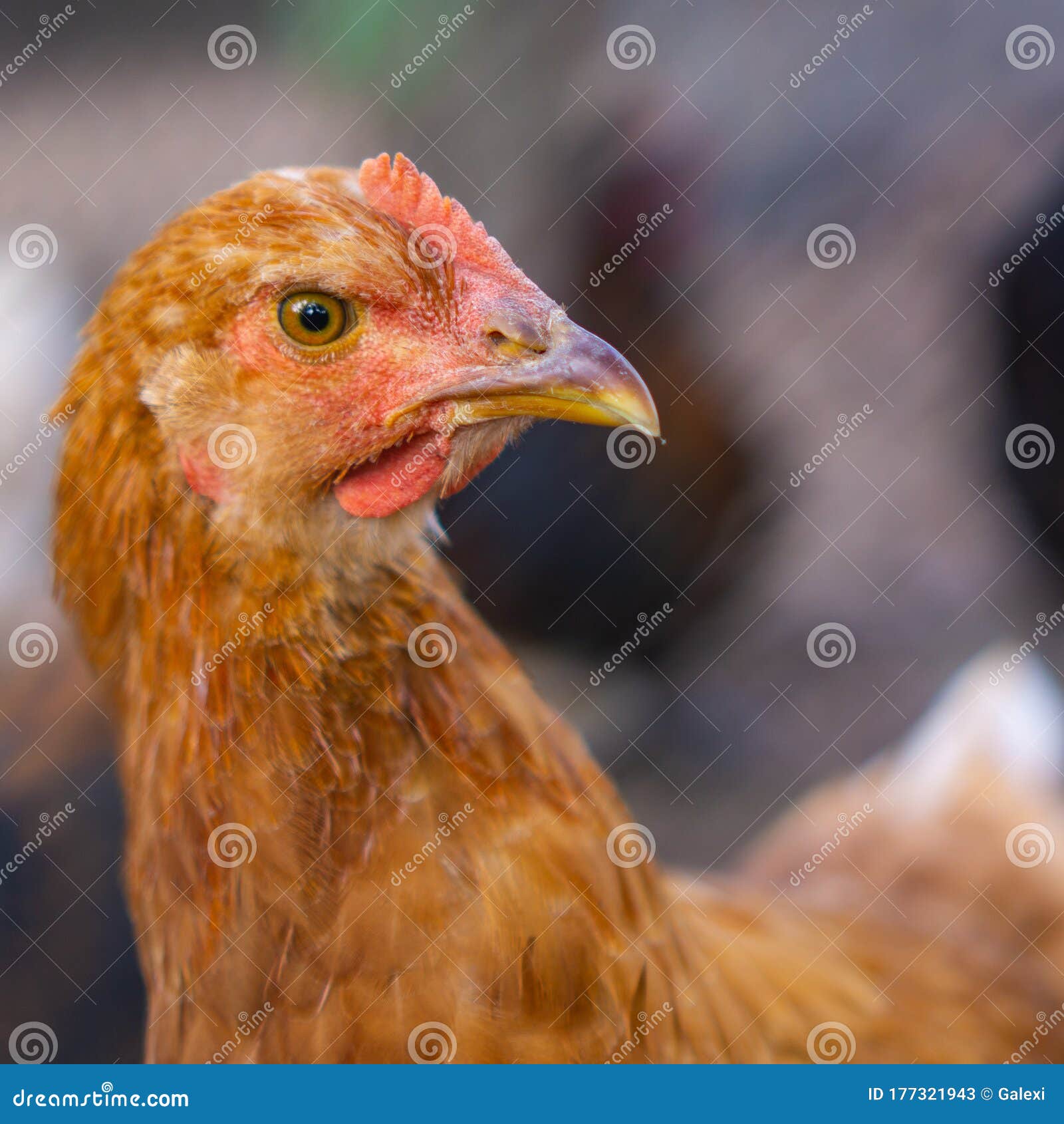 Rooster looking angry stock image. Image of flock, food - 177321943