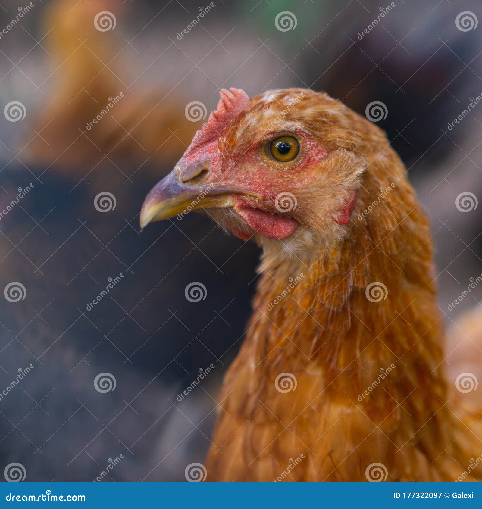 Rooster Looking To Left Side Stock Image - Image of broiler ...