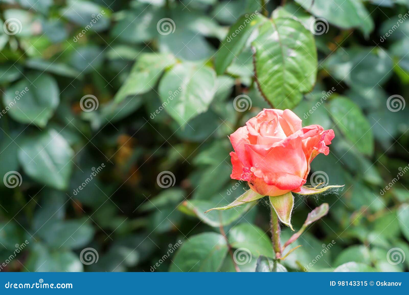 Close-up view of rose bud stock image. Image of heap - 98143315