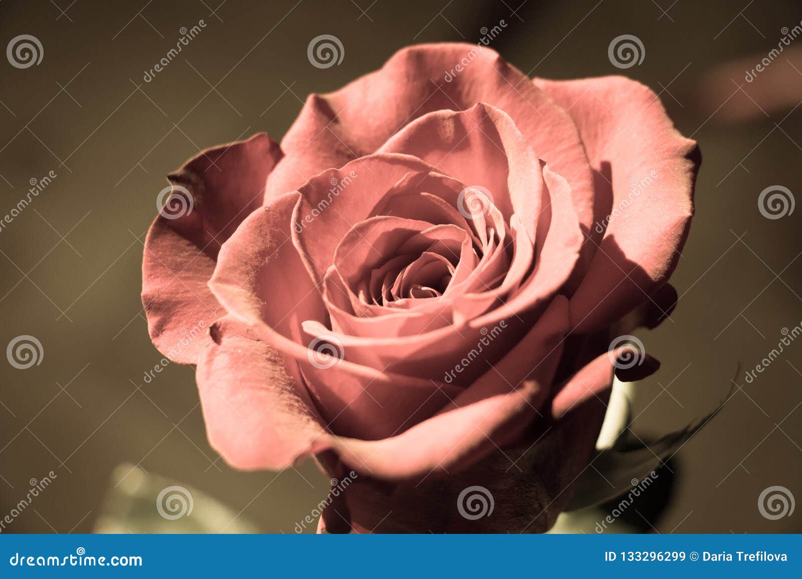 Close Up View of a Rose Bud Opening. Aged Photo Effect Stock Image ...