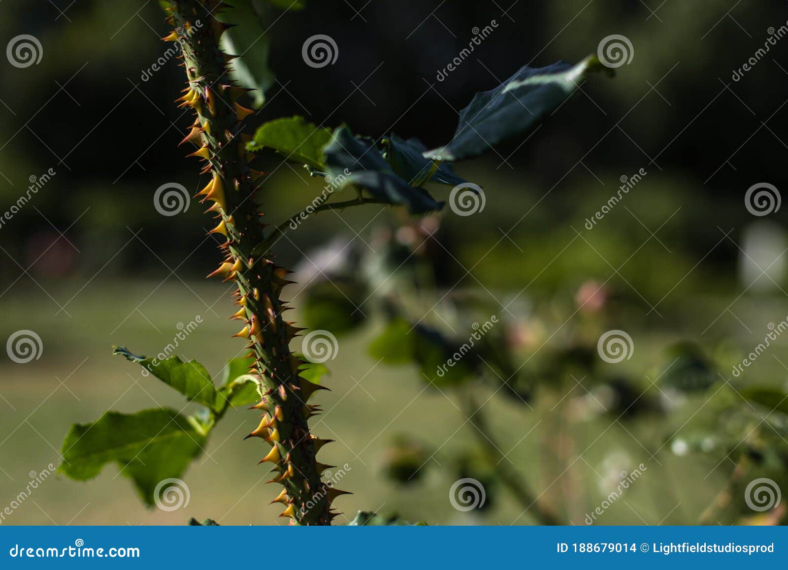 Close Up View of Rose Stem with Spikes Stock Photo - Image of plant ...