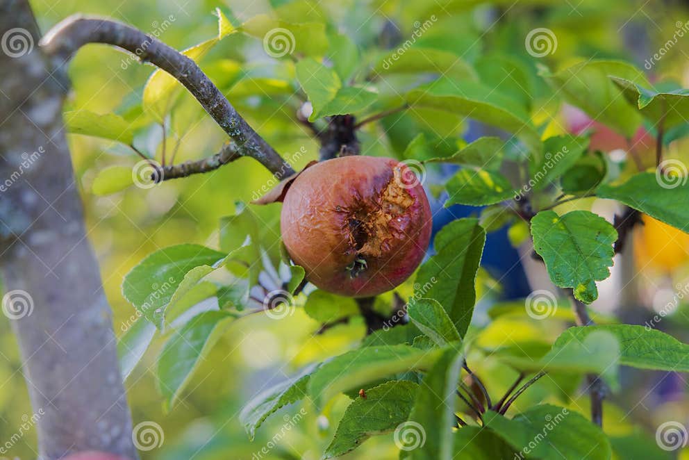 Close Up View of Rotten Apple Growing on Apple Tree. Stock Photo ...