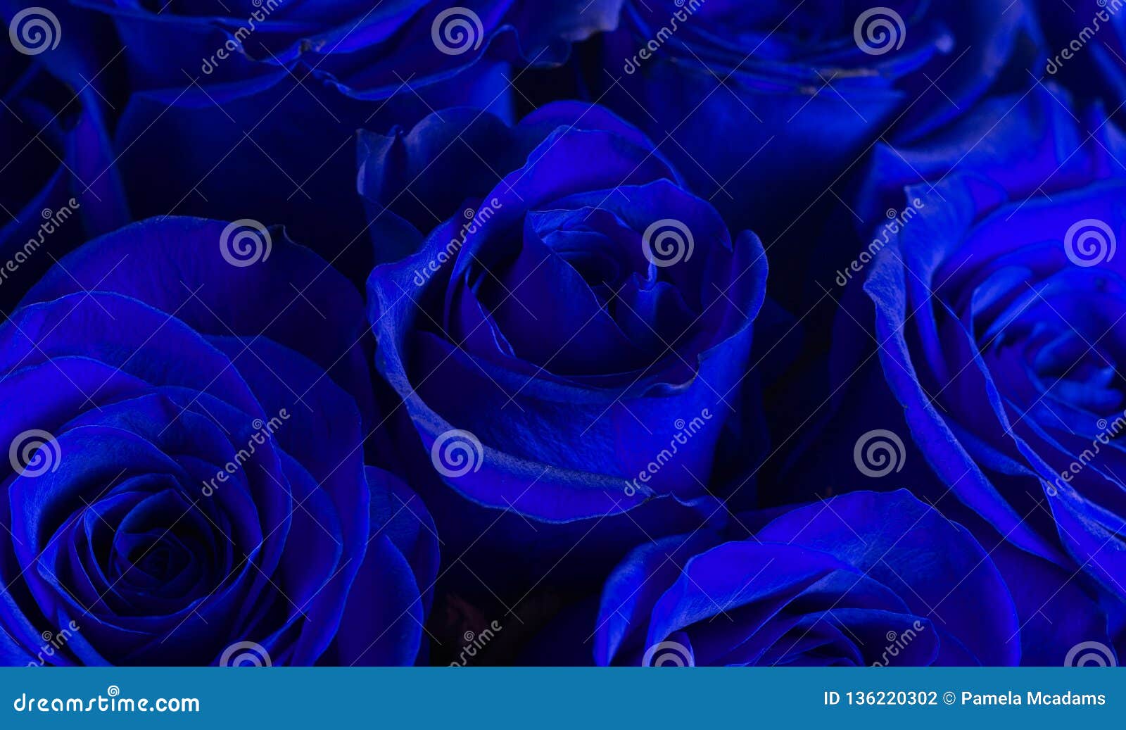 Close Up View of Royal Blue Roses Stock Photo - Image of offering ...