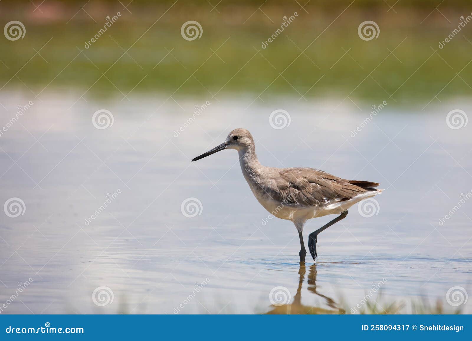 Close Up View of Sand Piper Shore Bird Stock Image - Image of feather ...