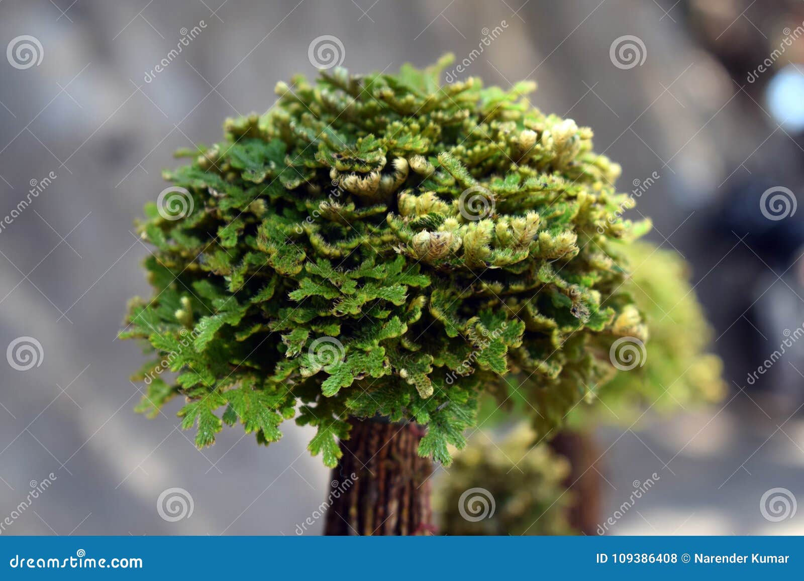 View of sanjeevani plant stock photo. Image of natural - 109386408