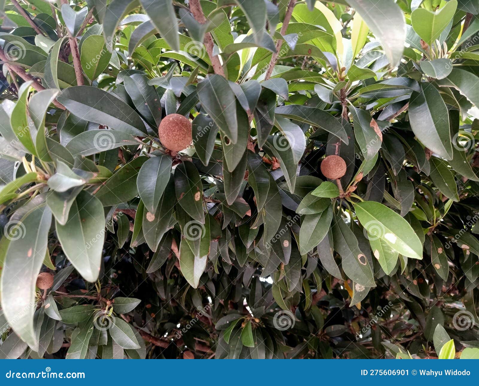 Close Up View of Sapota Plant Stock Image - Image of sweet, juicy ...