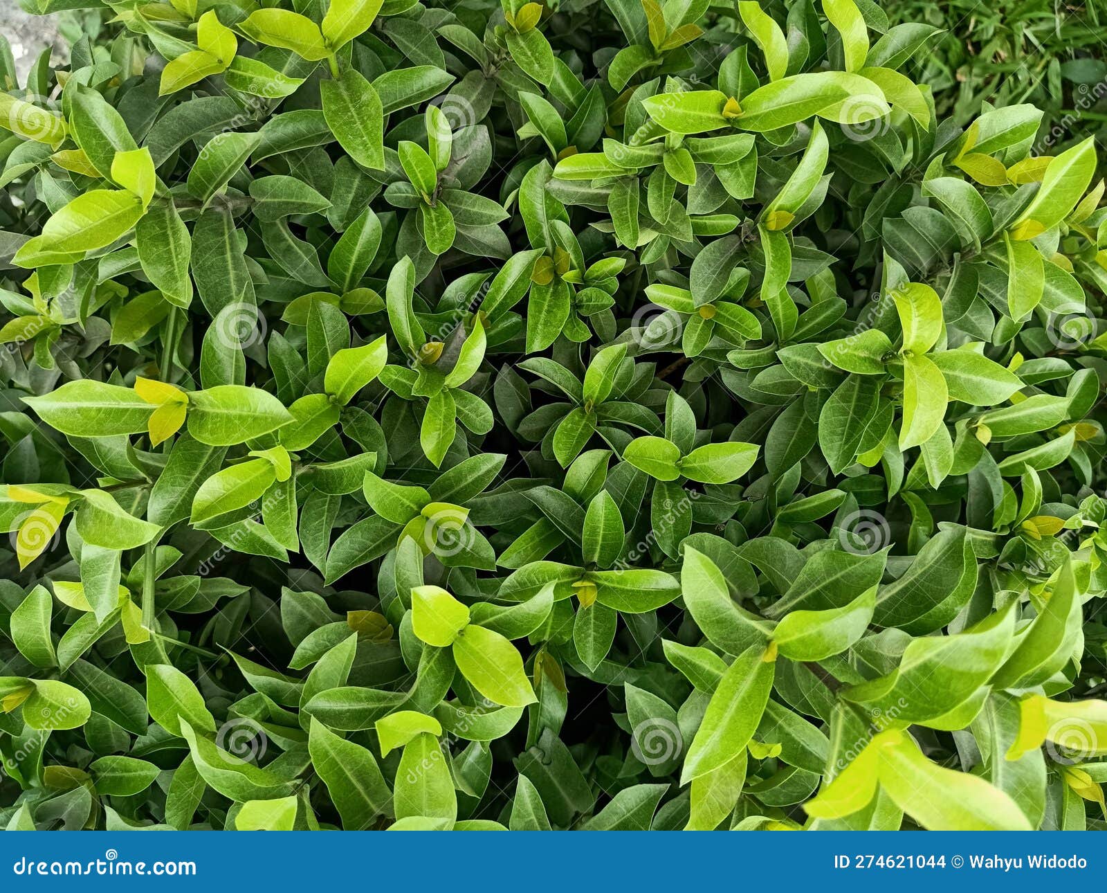 Close Up View of Scarlet Jungleflame Plant Stock Photo - Image of soil ...