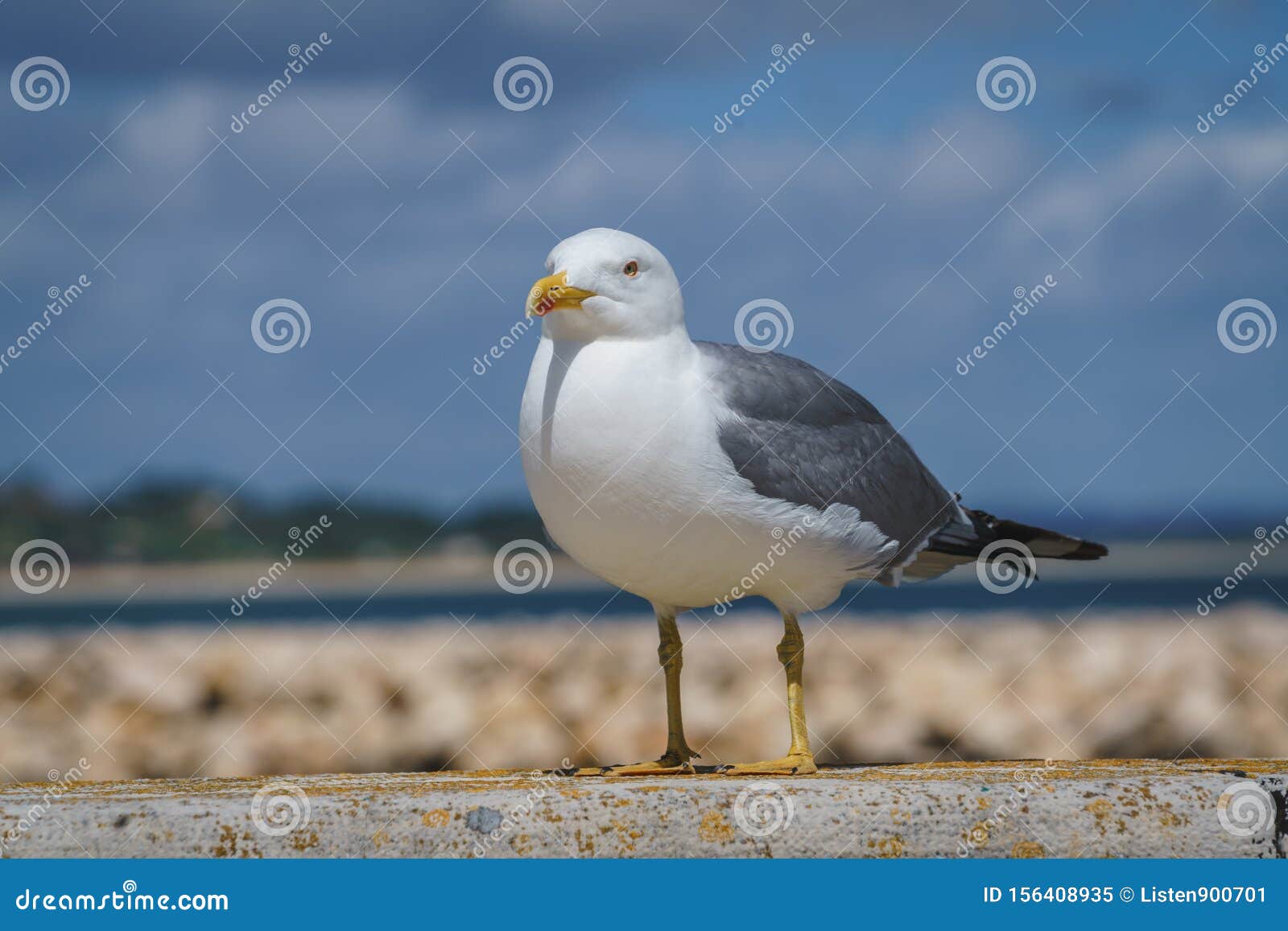 Close Up View of Sea Mew or Sea Gull Stock Image - Image of bird, close ...