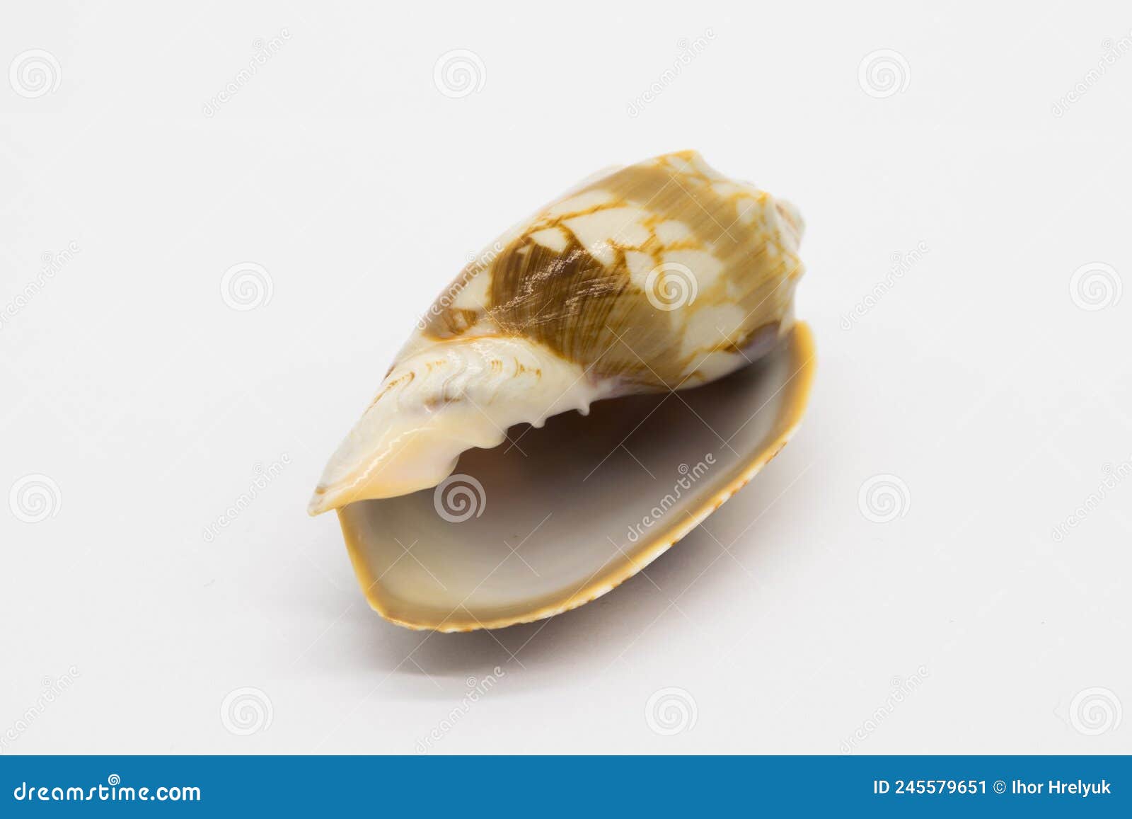 Close-up View of a Sea Shell on a White Background Stock Image - Image ...