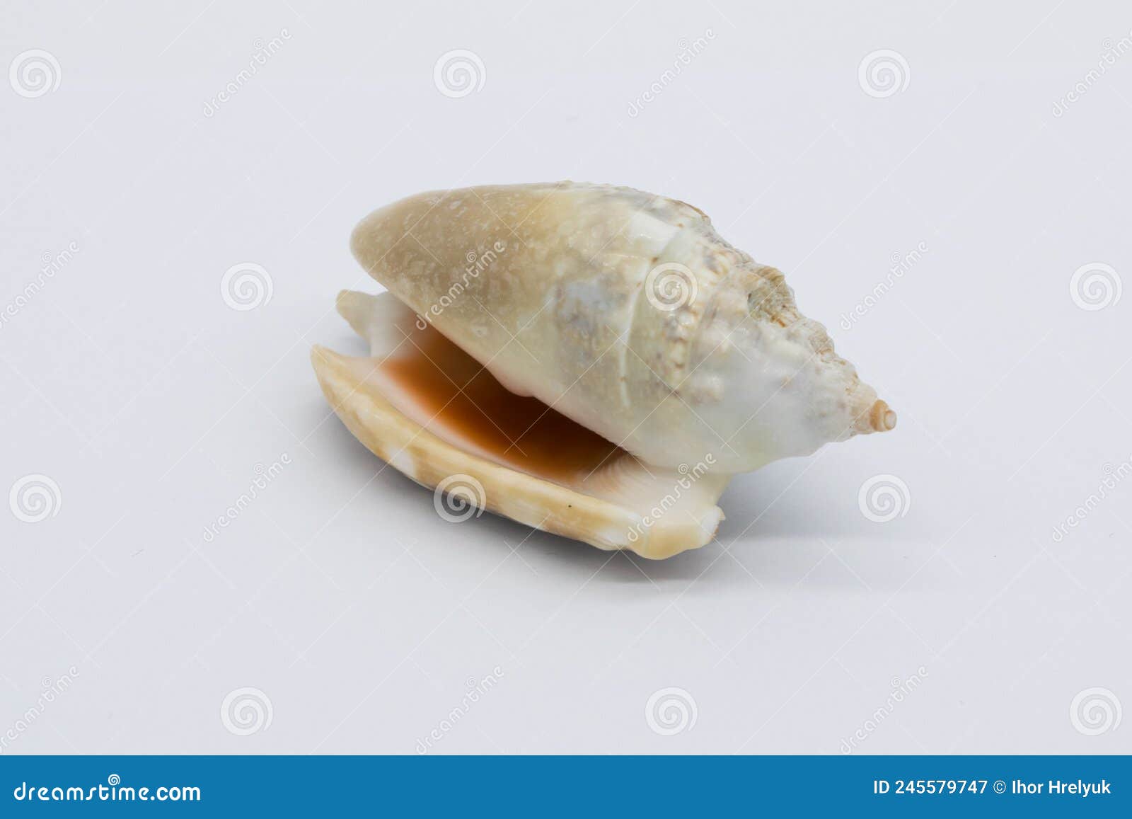 Close-up View of a Sea Shell on a White Background Stock Image - Image ...