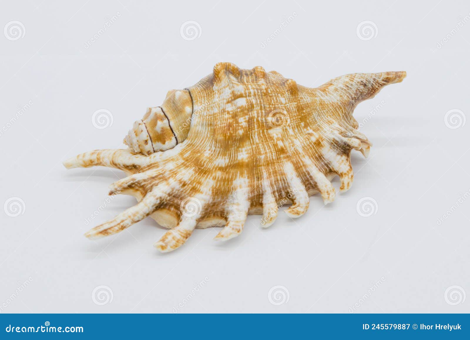 View of a Sea Shell on a White Background. Stock Image - Image of ...