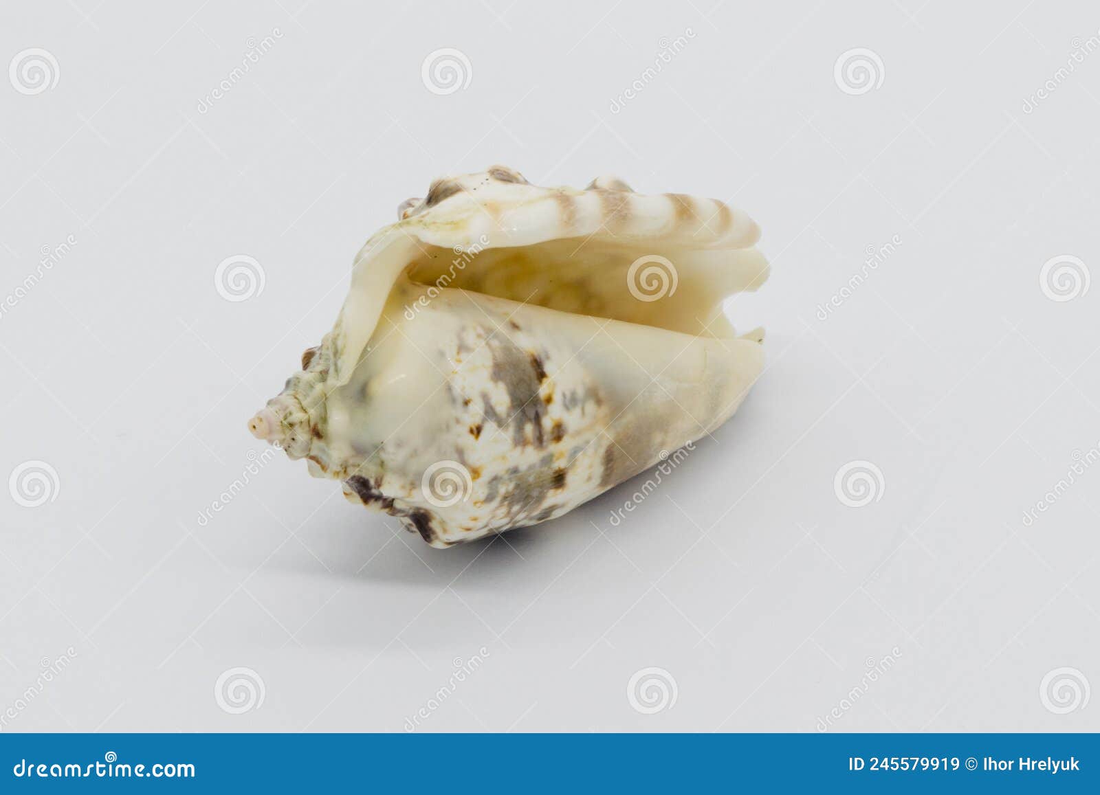 View of a Sea Shell on a White Background. Stock Image - Image of ...