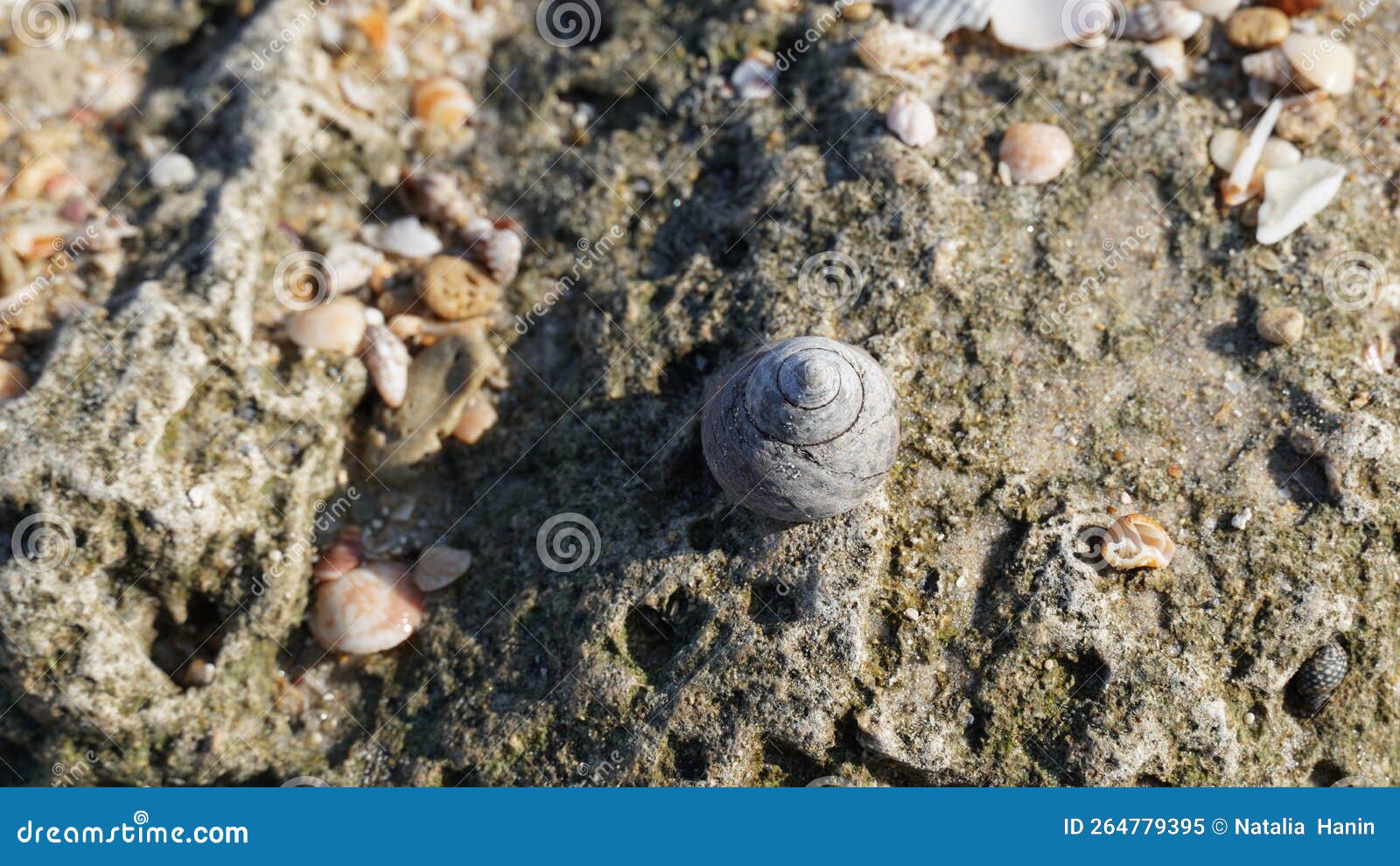 Close Up View of Sea Snail in Shells on Rock Stock Image - Image of ...