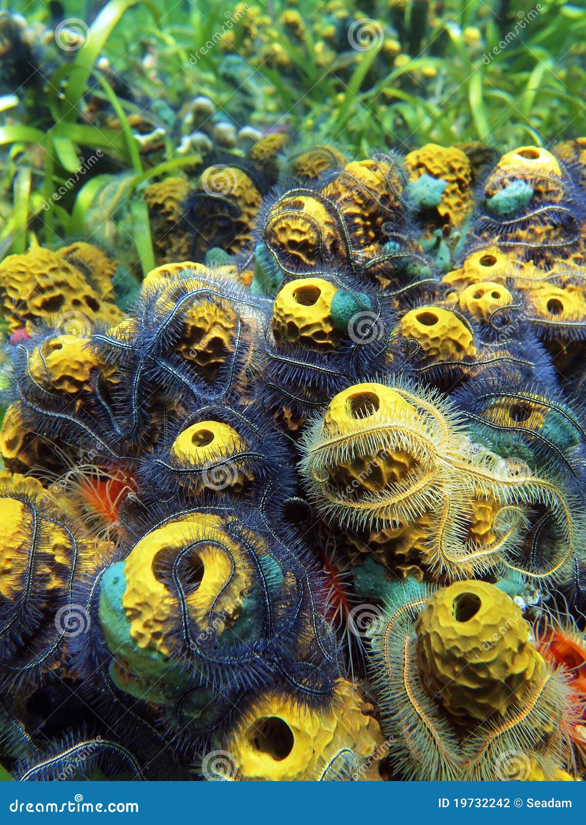 Close-up View of Sea Sponges Stock Photo - Image of ocean, ecosystem ...