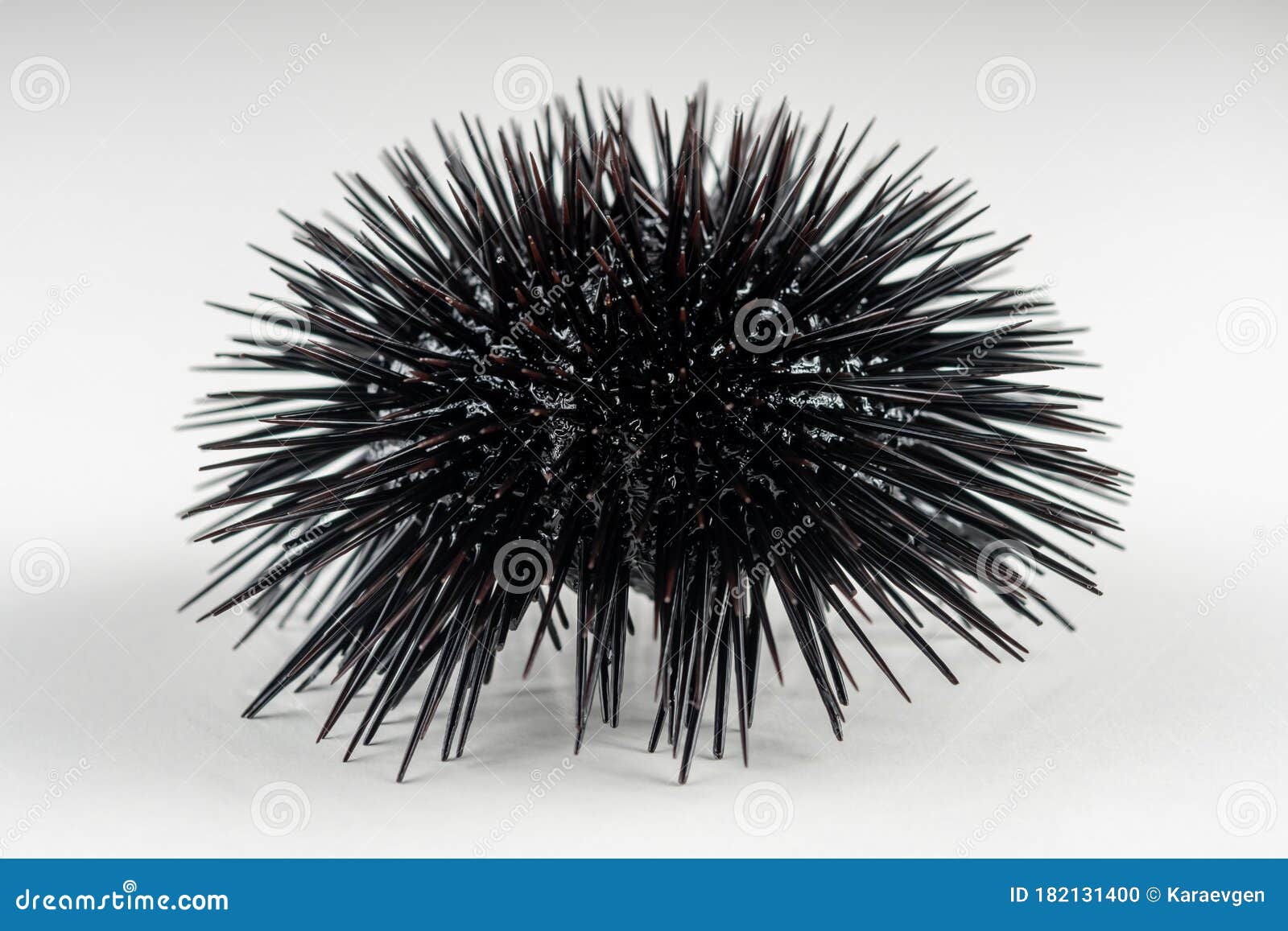Close-up View of Sea Urchin on White Background Stock Photo - Image of ...