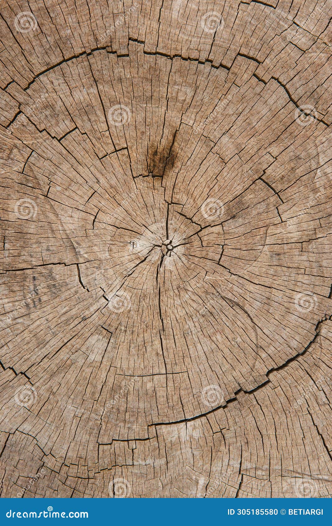Close-up View of a Sectioned Tree Trunk Seen from Above. Stock Photo ...