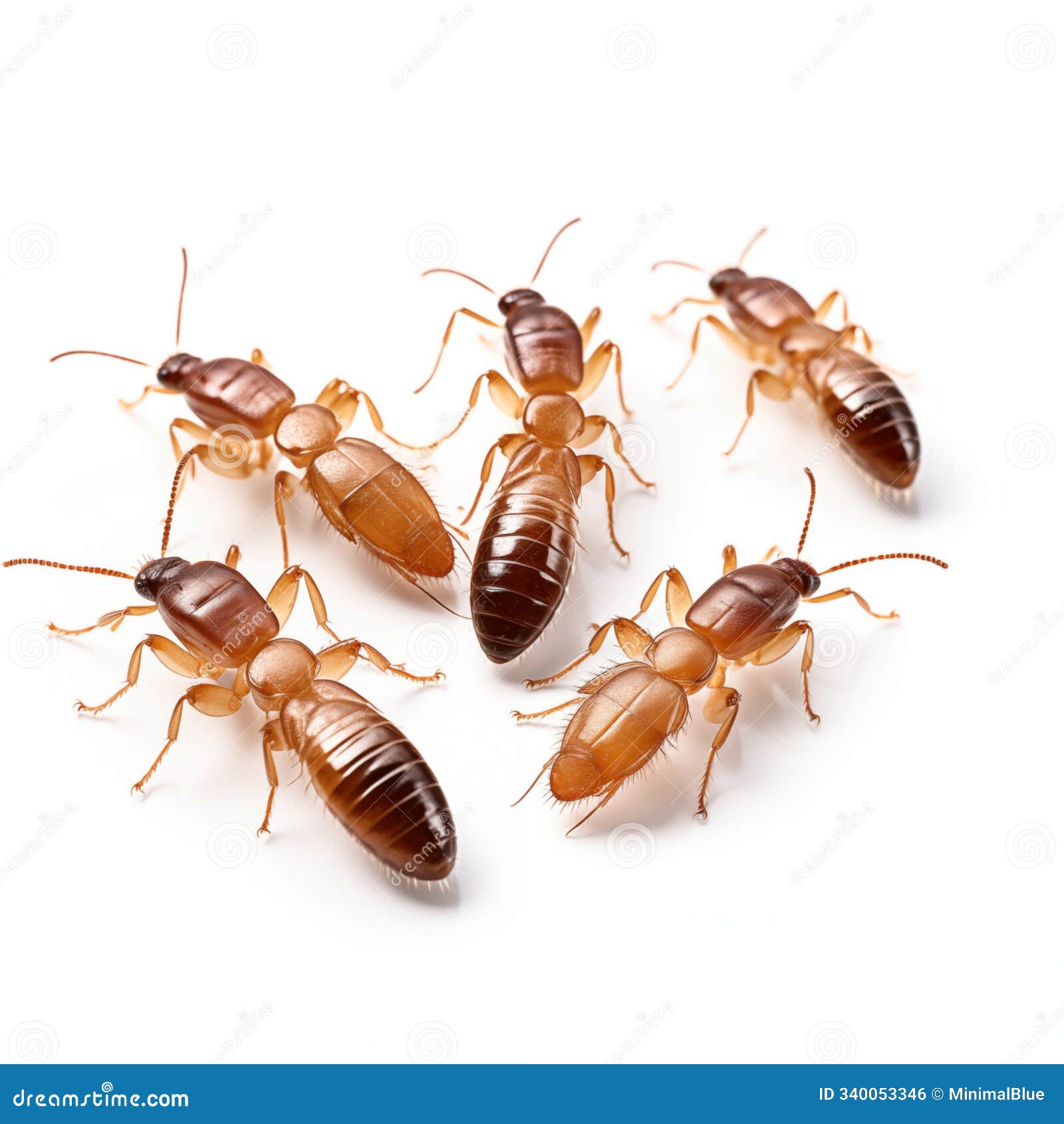 Termites White Caste A Group Of Worker Termites With Pale Bodies ...