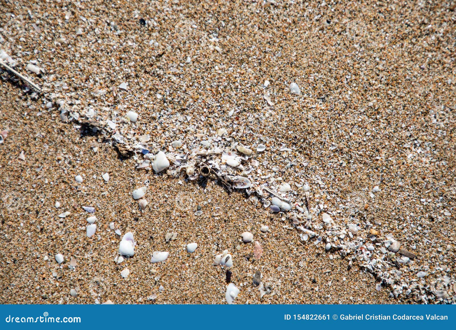 Close Up View of Shells in the Sand Stock Image - Image of water ...