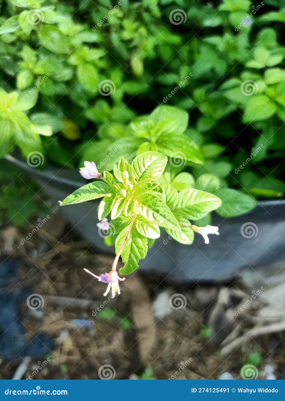 Close Up View of Shona Cabbage Plant Stock Image - Image of nature ...