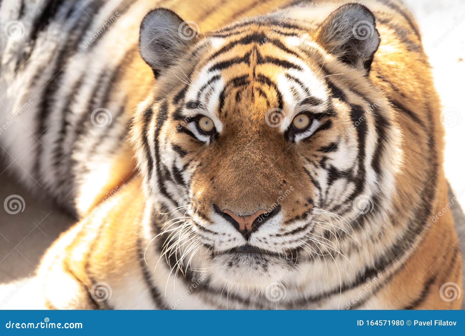 Close Up View of a Siberian Tiger. Stock Photo - Image of ecology ...