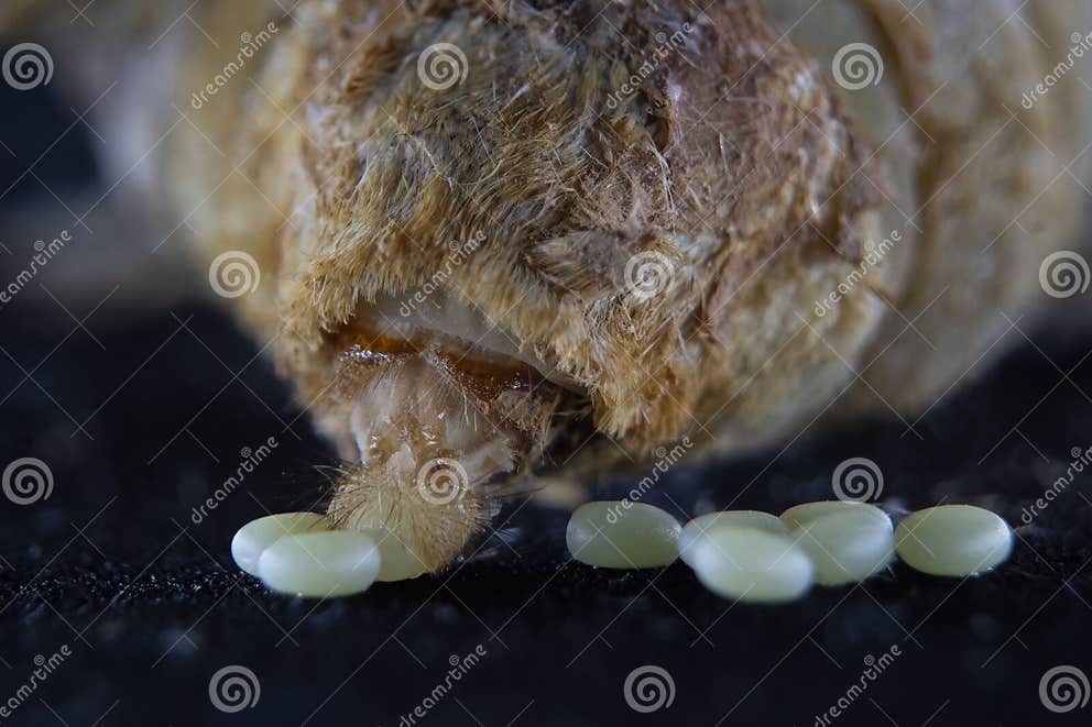 Close-up View of a Silkworm Laying Eggs. Stock Illustration - Illustration of silk, organic ...