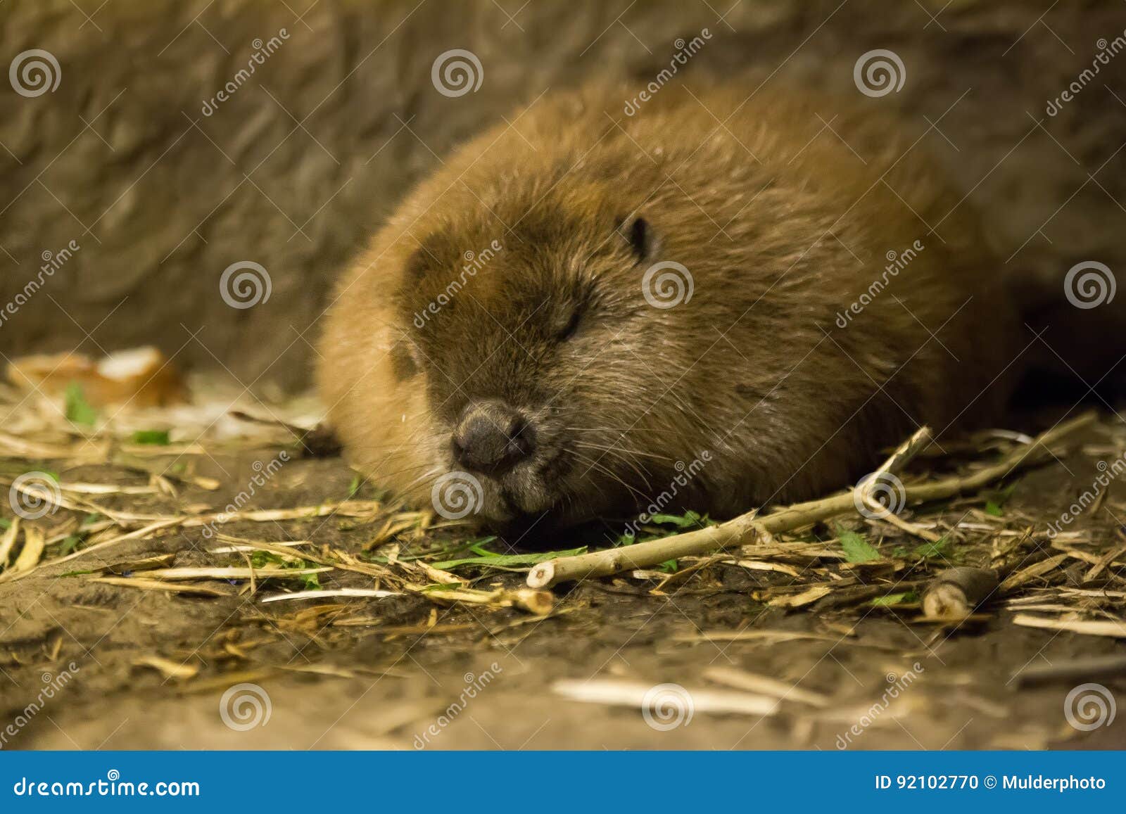 Close Up View. Sleeping Female Beaver Stock Photo - Image of animal ...