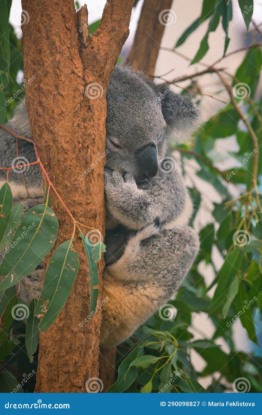 Close Up View of Sleeping Koala Sitting on Eucalypt Tree at Lone Koala ...
