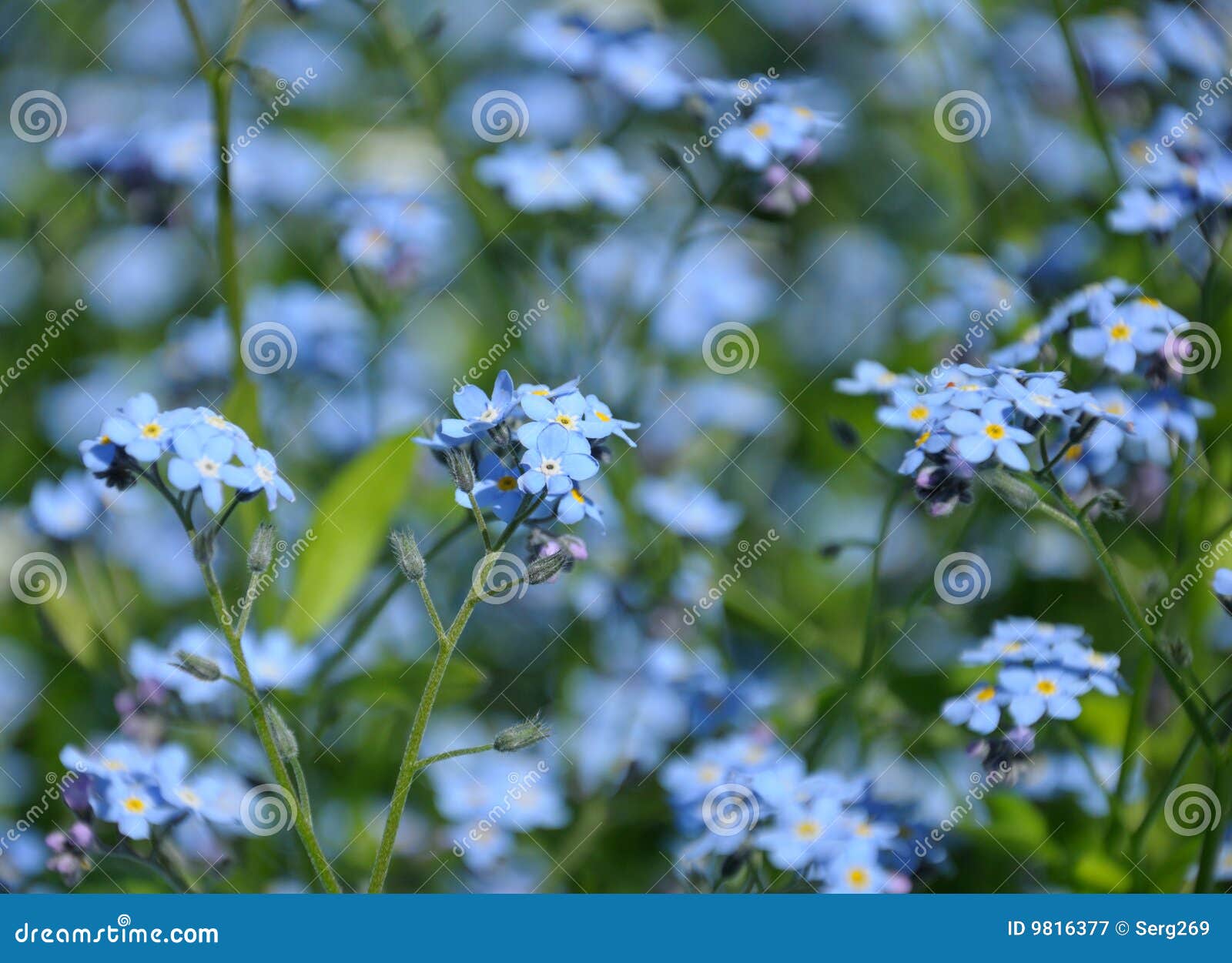 54,795 Small Blue Spring Flowers Photos - Free & Royalty-Free Stock ...